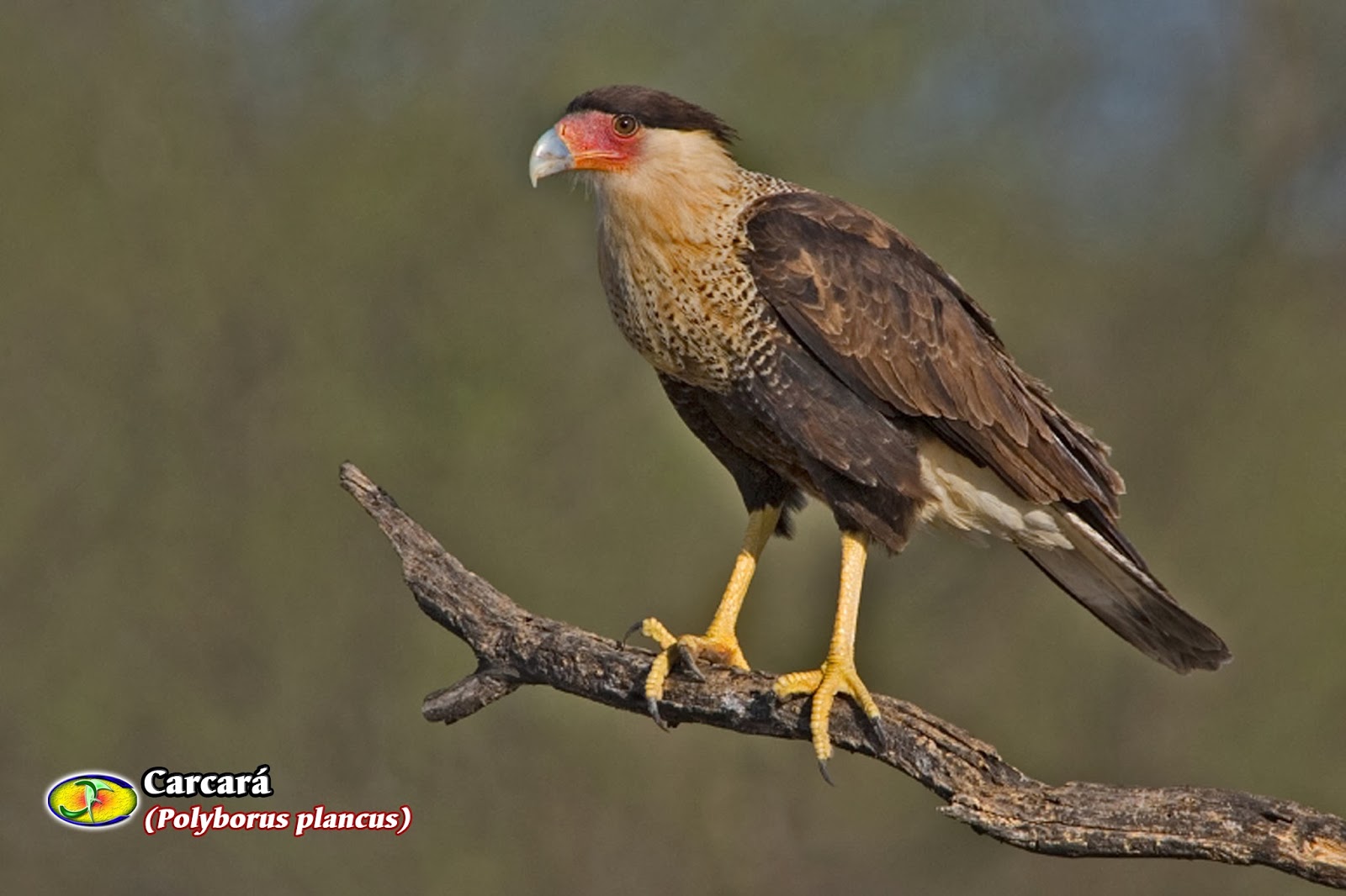 Zoologia: Carcará (Polyborus Plancus)